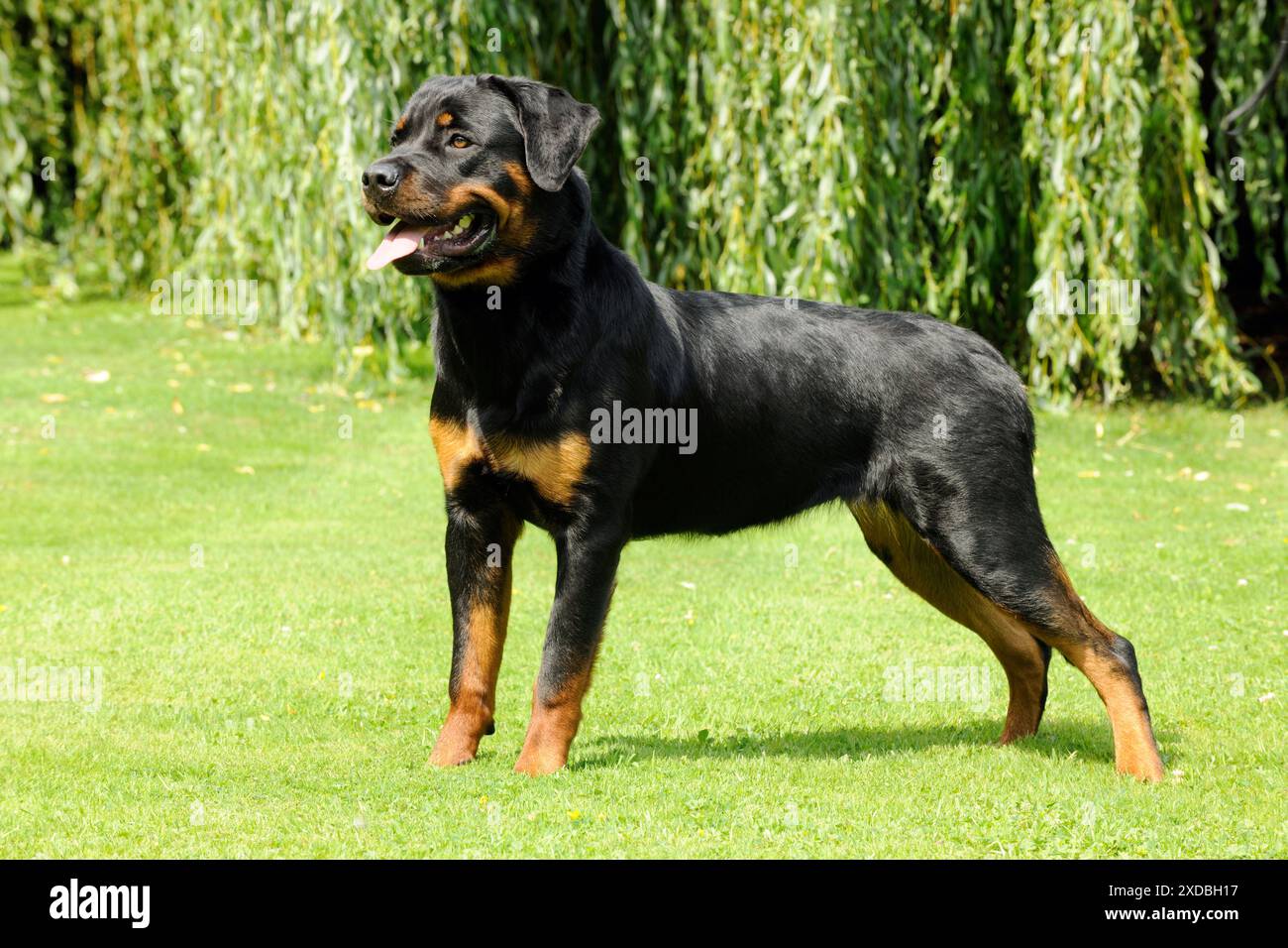 Dog - Rottweiler standing on grass Stock Photo - Alamy