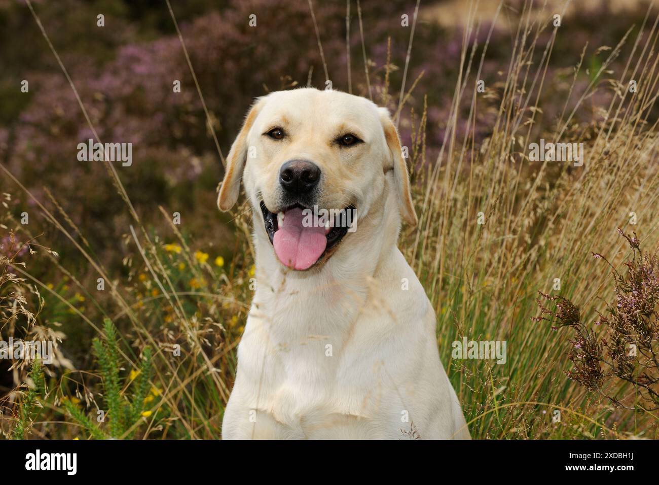 Dog labrador hi-res stock photography and images - Alamy