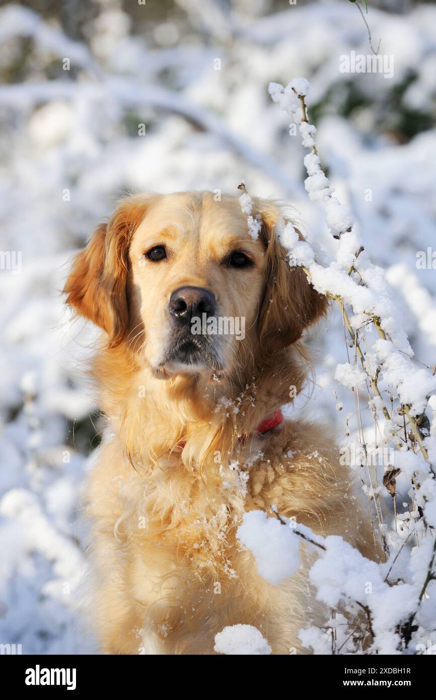 Golden retriever in snow hi-res stock photography and images - Alamy