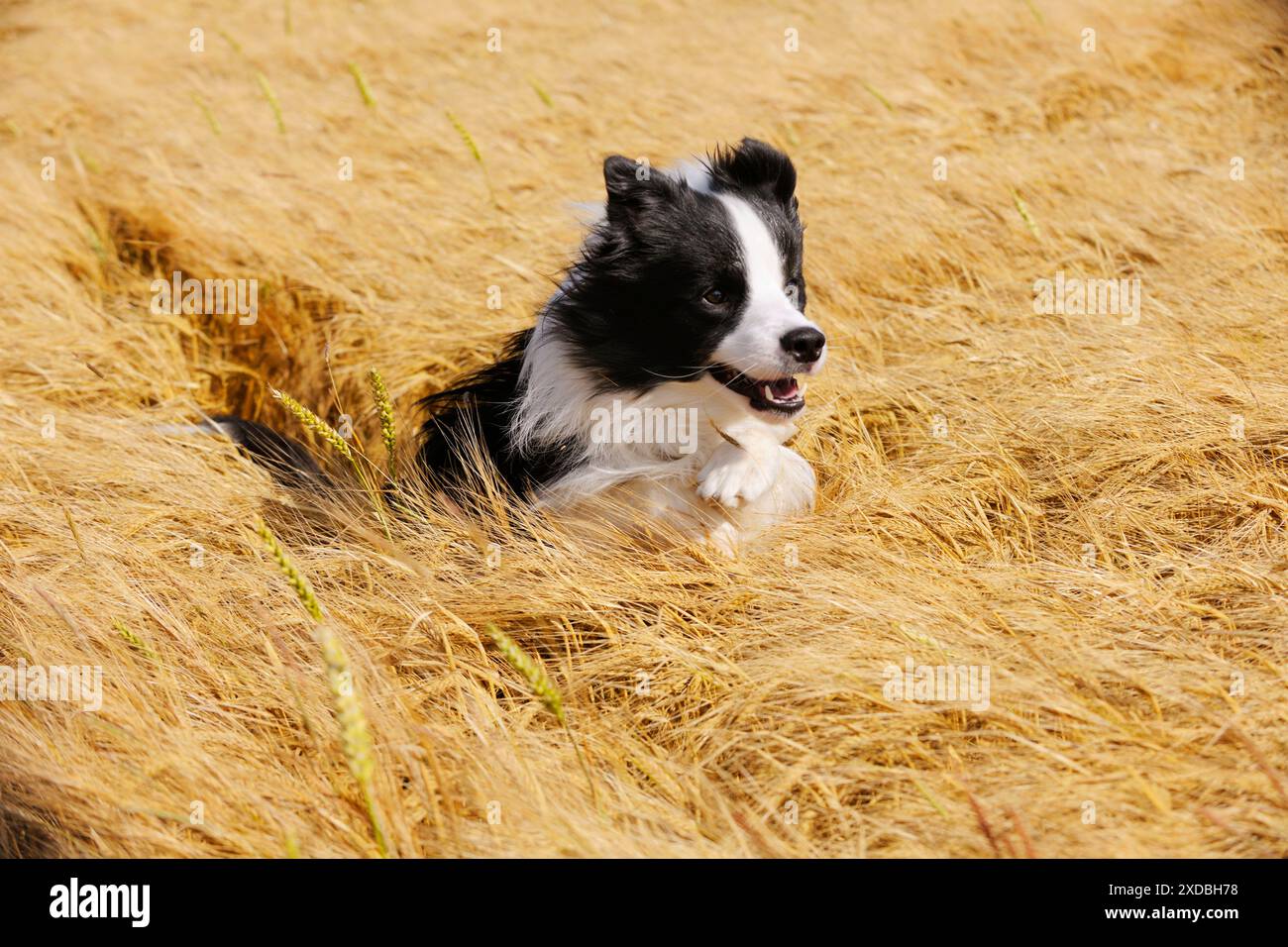 Dog. Border Collie running in field Stock Photo - Alamy