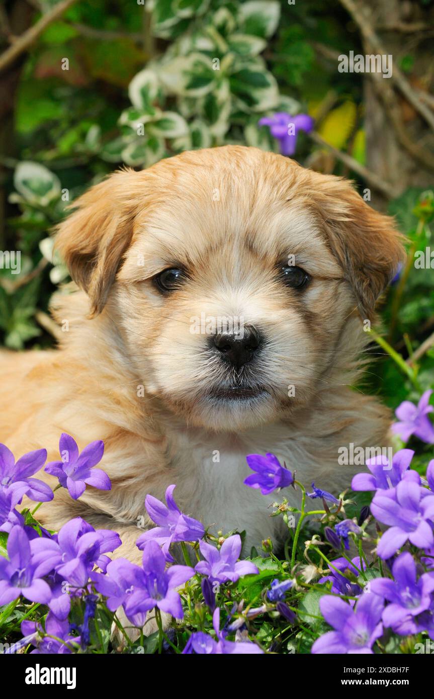 Dog. Teddy bear puppy sitting in purple flowers Stock Photo - Alamy