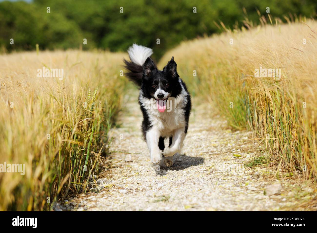 Dog. Border Collie running down path Stock Photo - Alamy