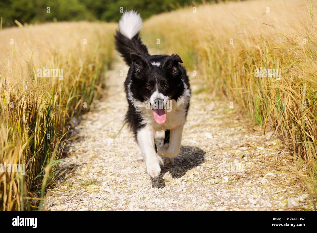 Dog. Border Collie running down path Stock Photo - Alamy
