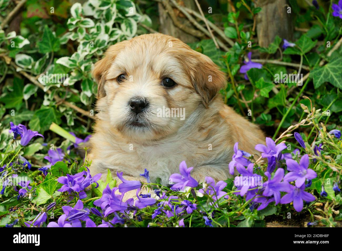 Dog. Teddy bear puppy sitting in purple flowers Stock Photo - Alamy