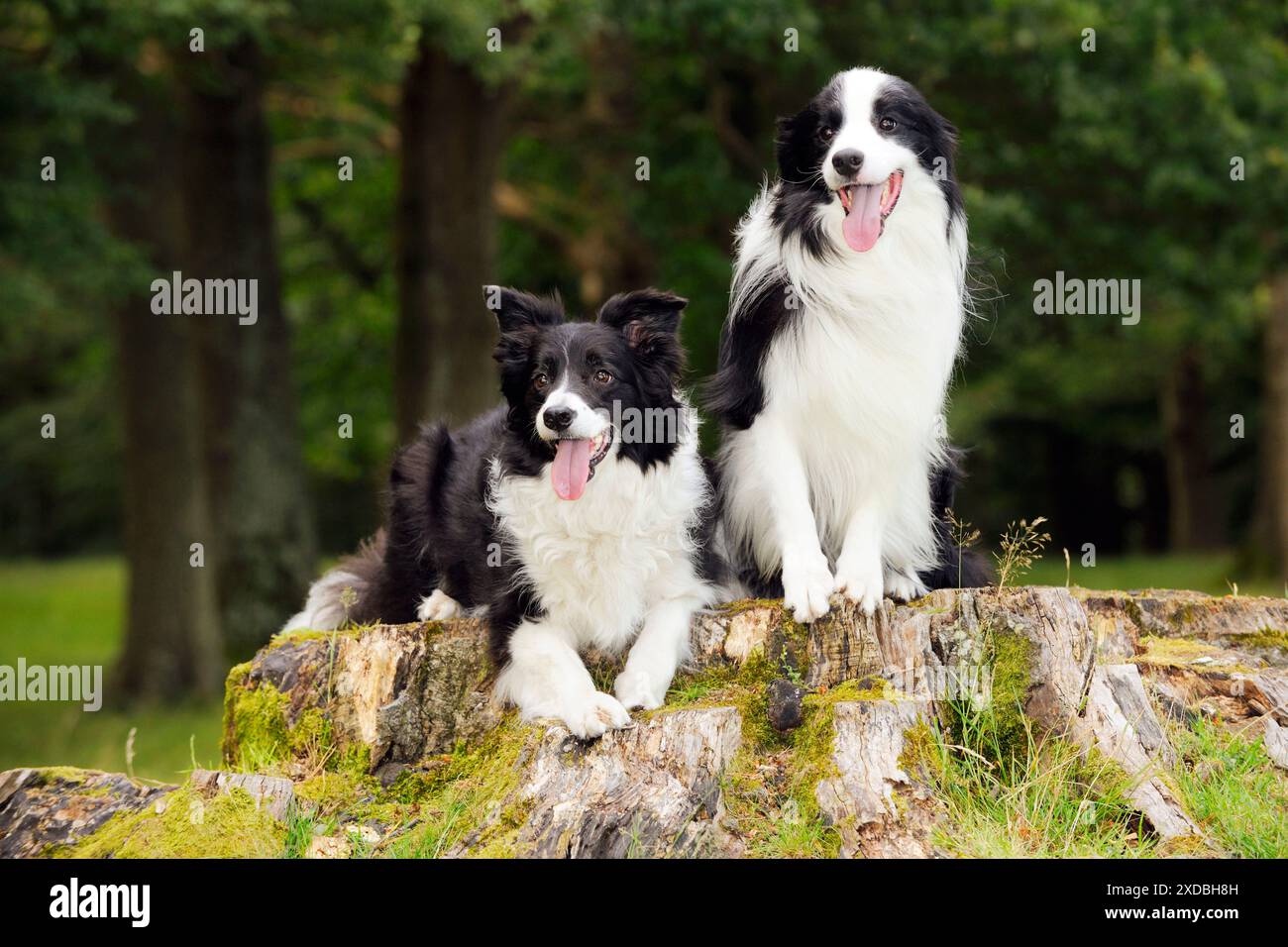 Dog. Border Collies sitting on tree stump Stock Photo - Alamy