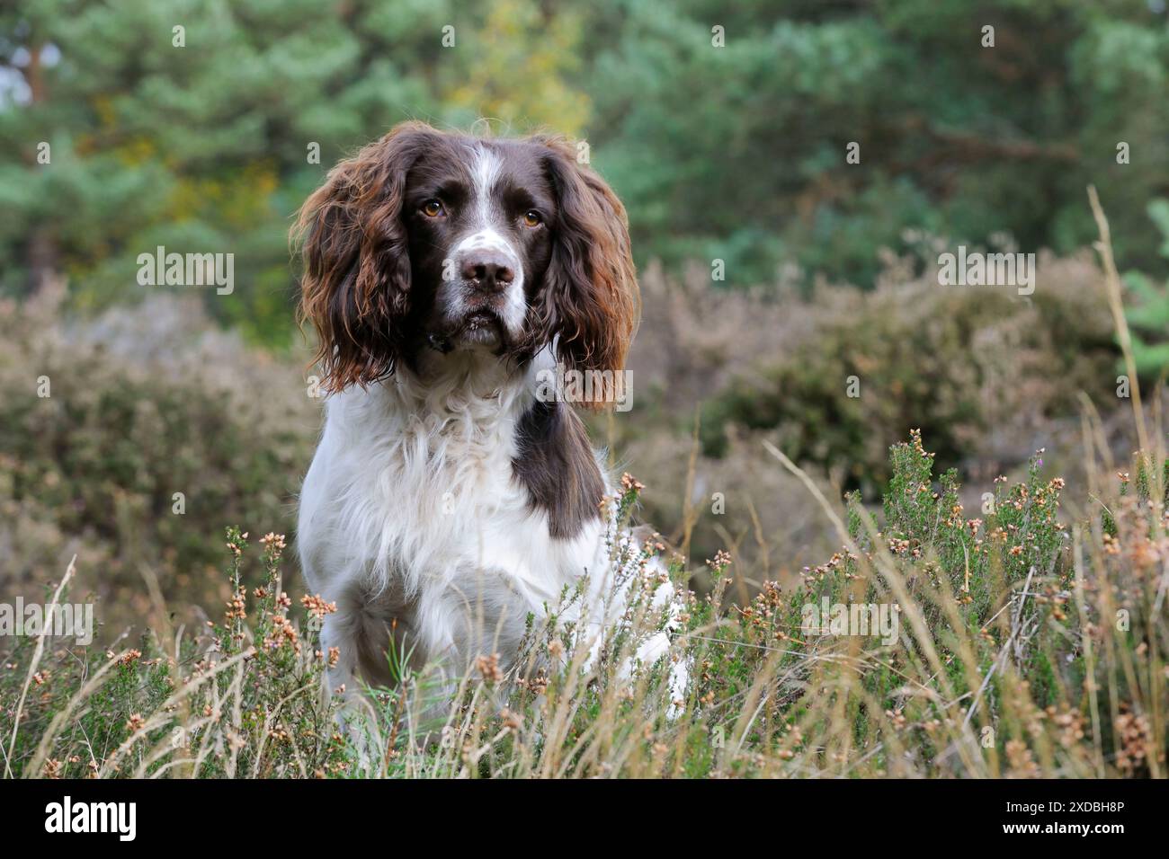 DOG. English springer spaniel sitting in heather Stock Photo - Alamy