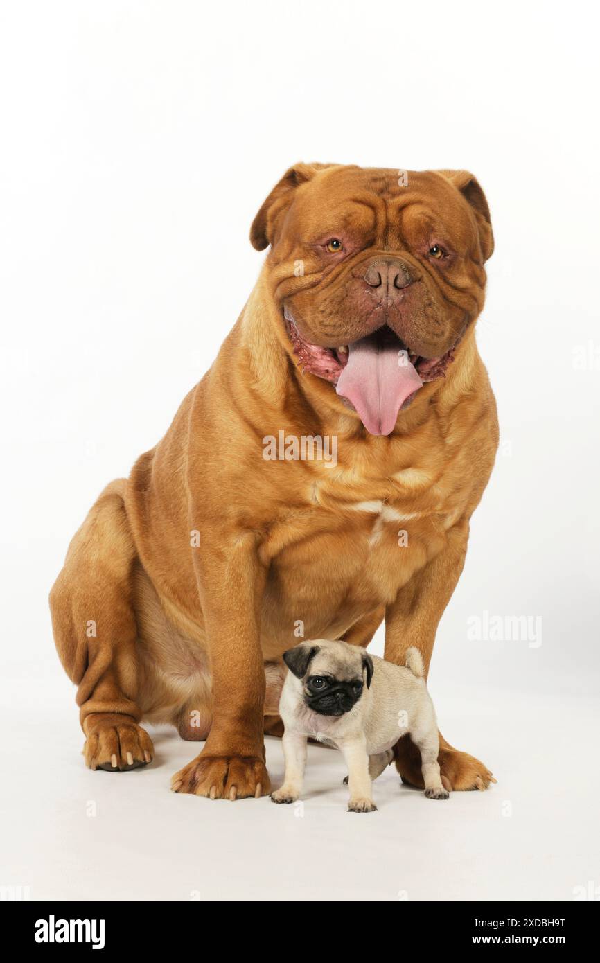 DOG. Dogue De Bordeaux & Pug puppy 7 weeks old Stock Photo - Alamy