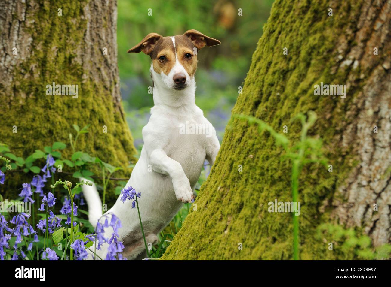 DOG. Jack russell terrier standing against tree Stock Photo - Alamy