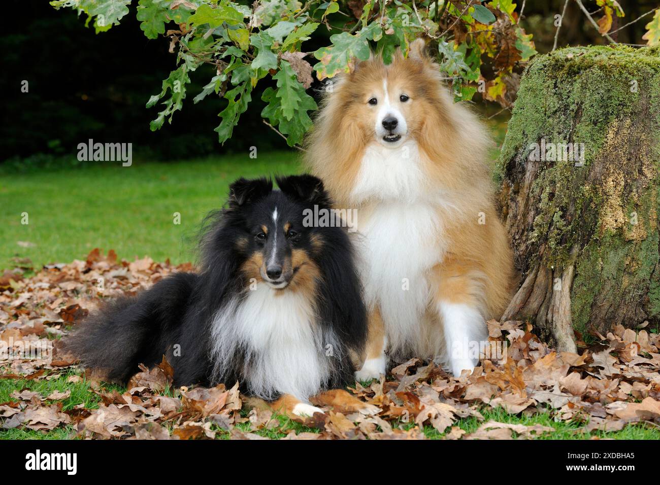 DOG. Shetland sheepdogs in leaves Stock Photo - Alamy