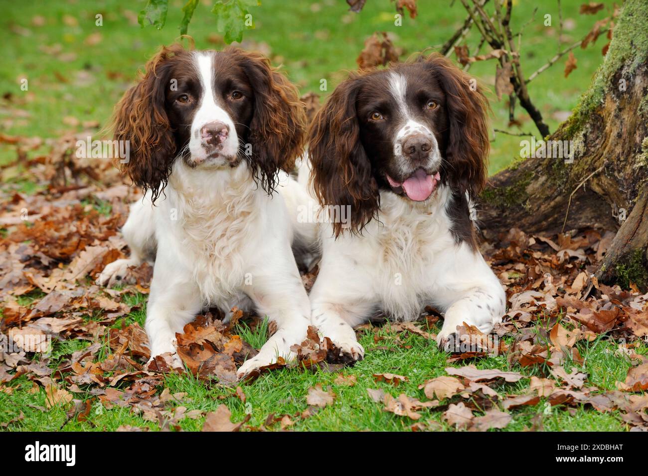Pair sitting in hi-res stock photography and images - Alamy