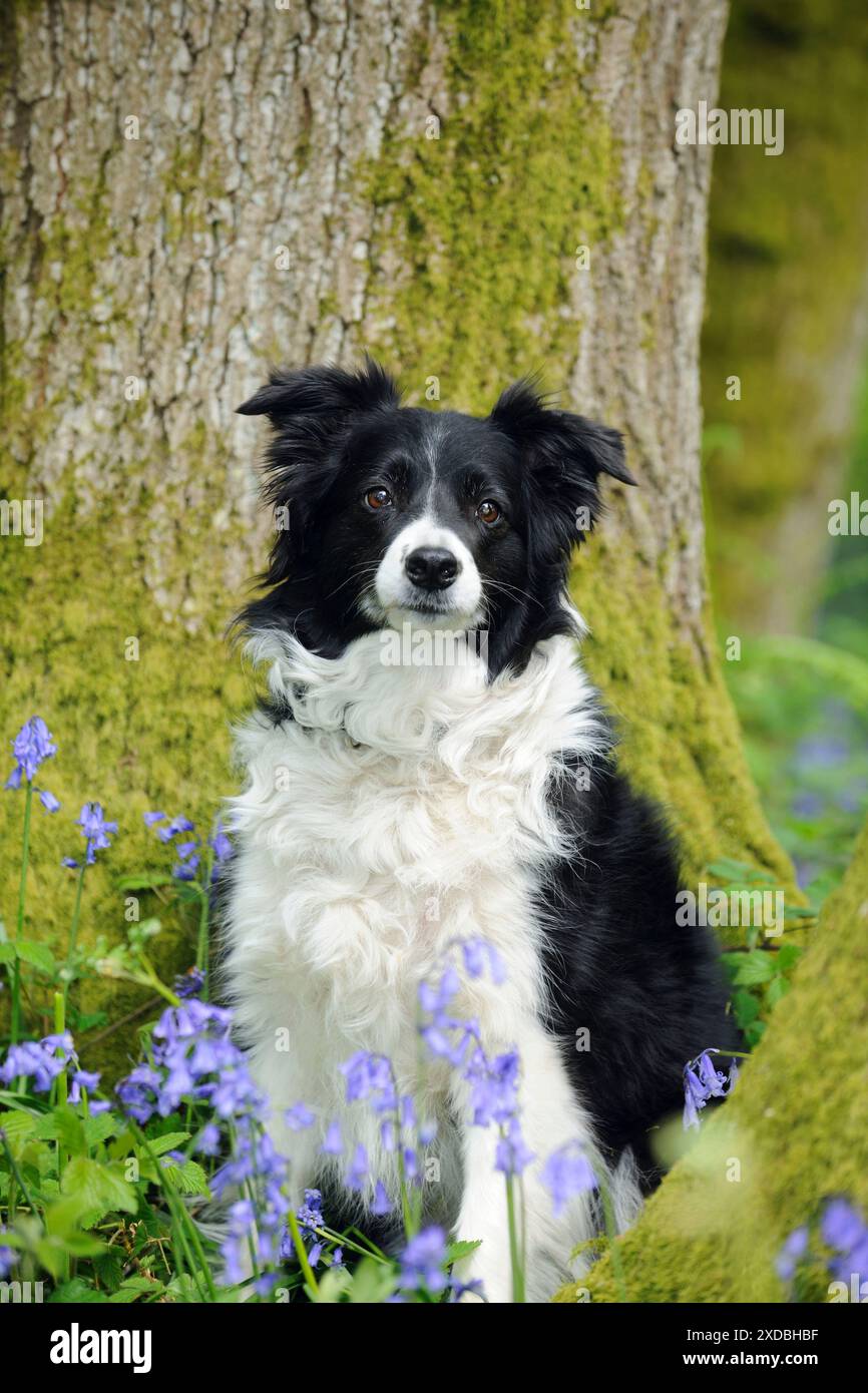 DOG. Border collie sitting in front of tree Stock Photo - Alamy