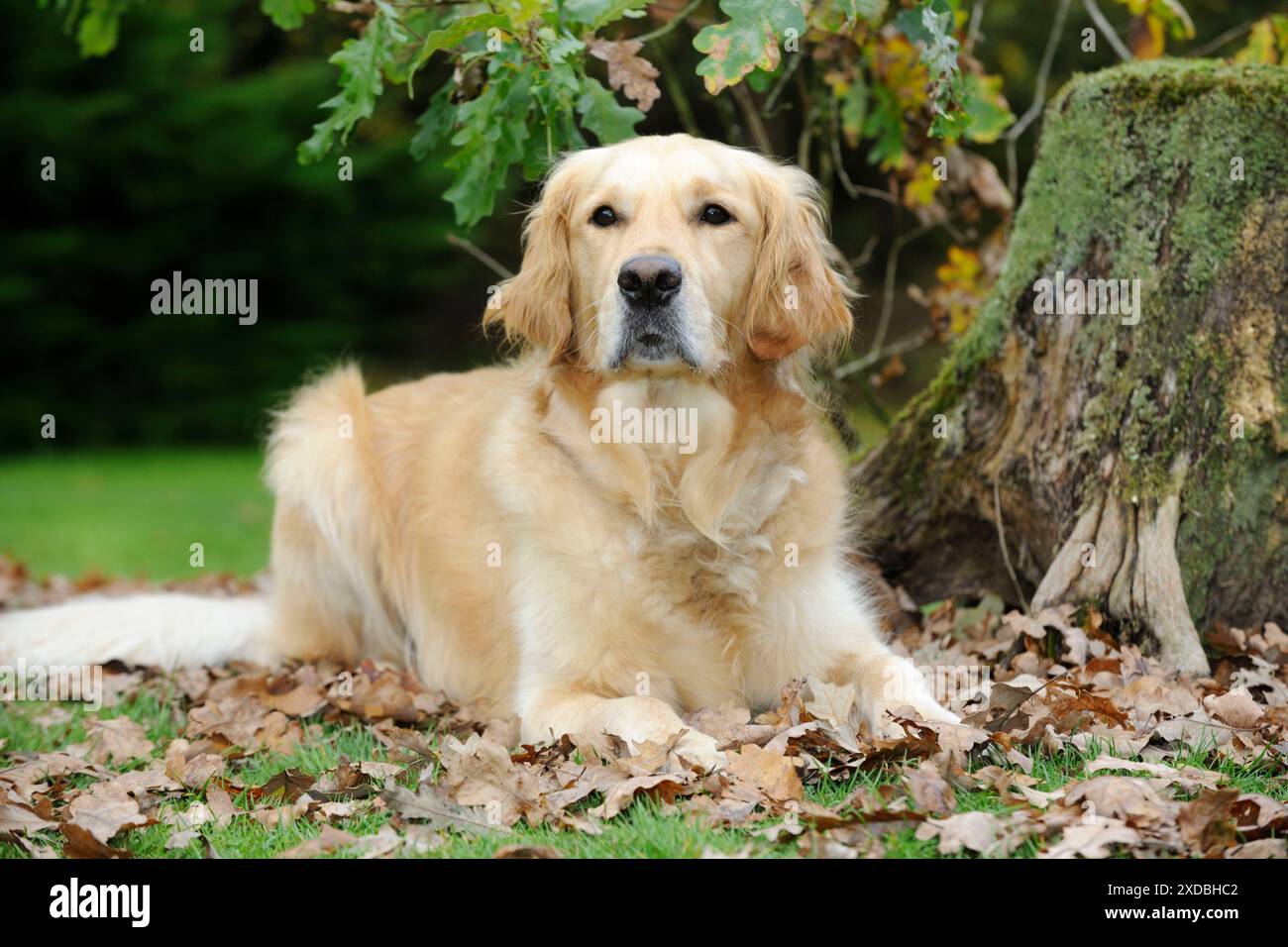 Golden retriever dog park hi-res stock photography and images - Alamy