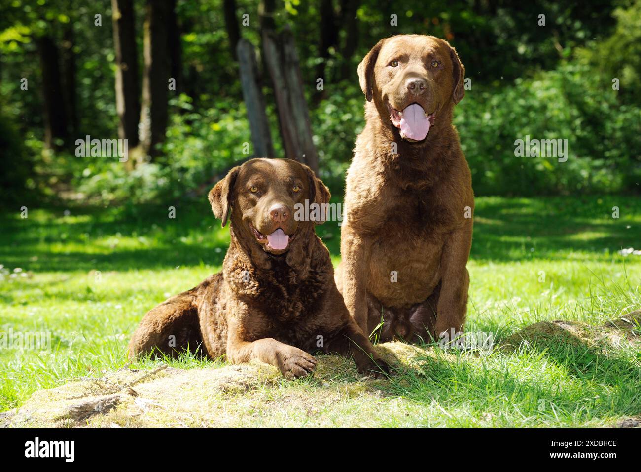 DOG. Chesapeake bay retriever laying next to chesapeake Stock Photo - Alamy