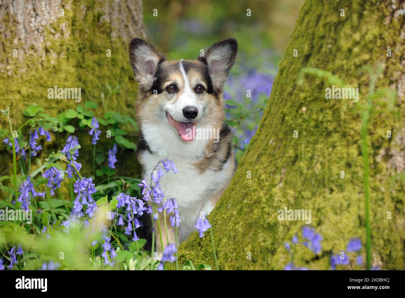 Tree trunks hi-res stock photography and images - Alamy