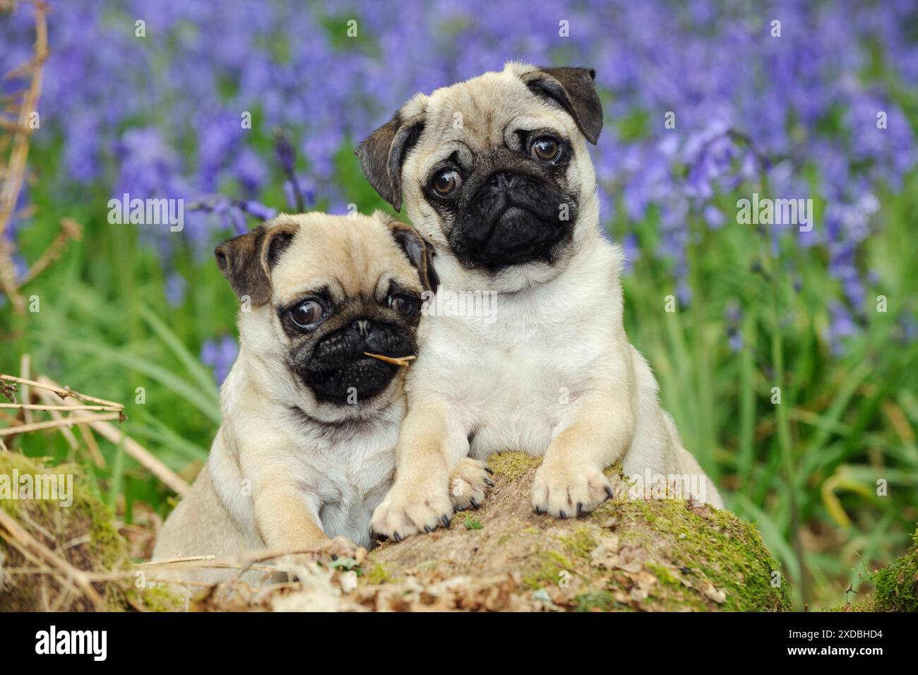 DOG. Pug puppies standing together in bluebells Stock Photo - Alamy