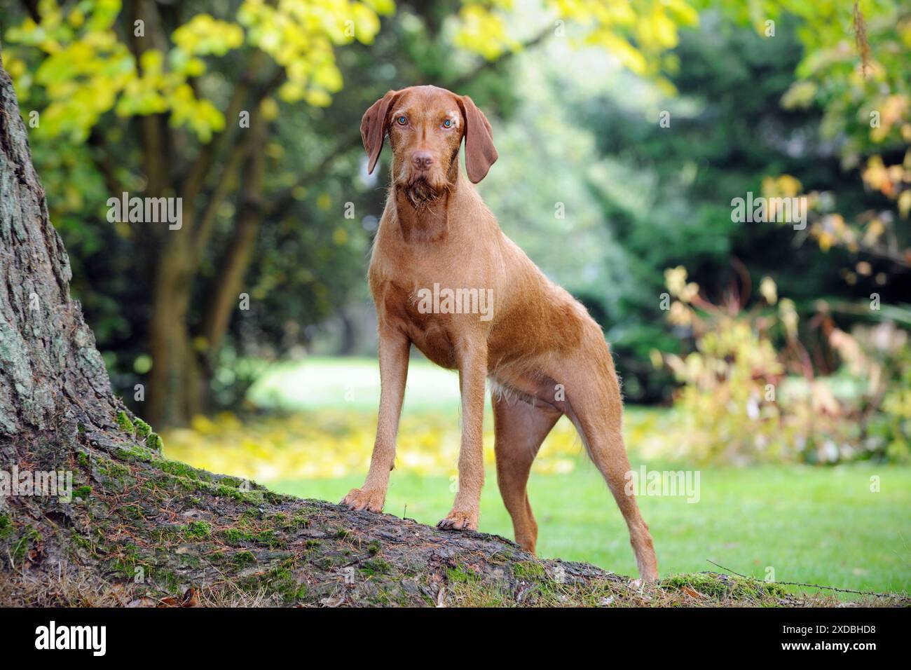 DOG. Hungarian wired haired vizsla standing on tree root Stock Photo ...