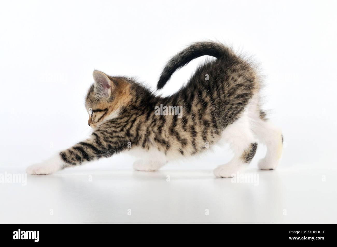 CAT. Kitten stretching Stock Photo - Alamy