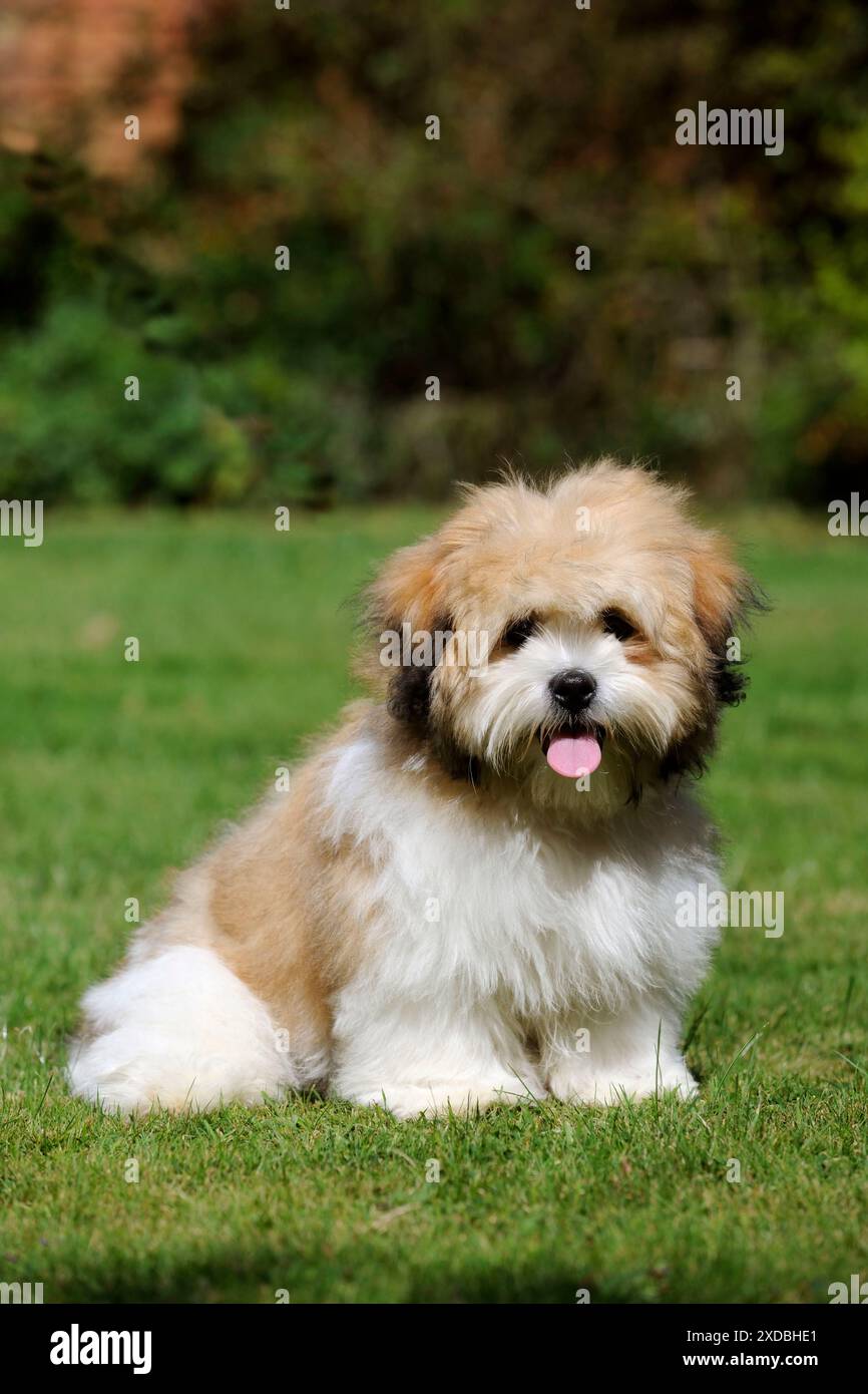 DOG. Teddy Bear dog Stock Photo - Alamy