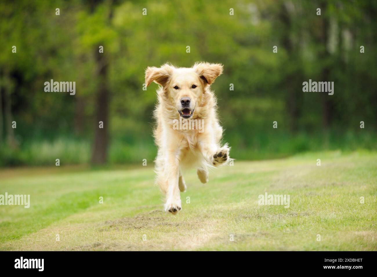 Golden retriever playing outside hi-res stock photography and images ...