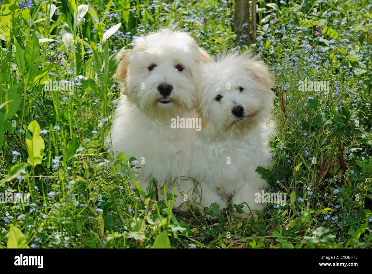 Dog - Coton de Tulear - two sitting together in garden Stock Photo - Alamy