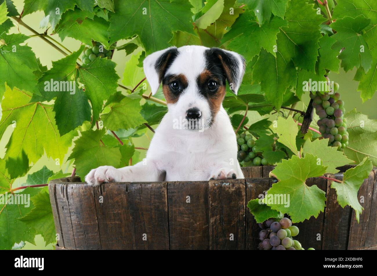 DOG. Parson jack russell terrier puppy in barrel with grapes Stock ...