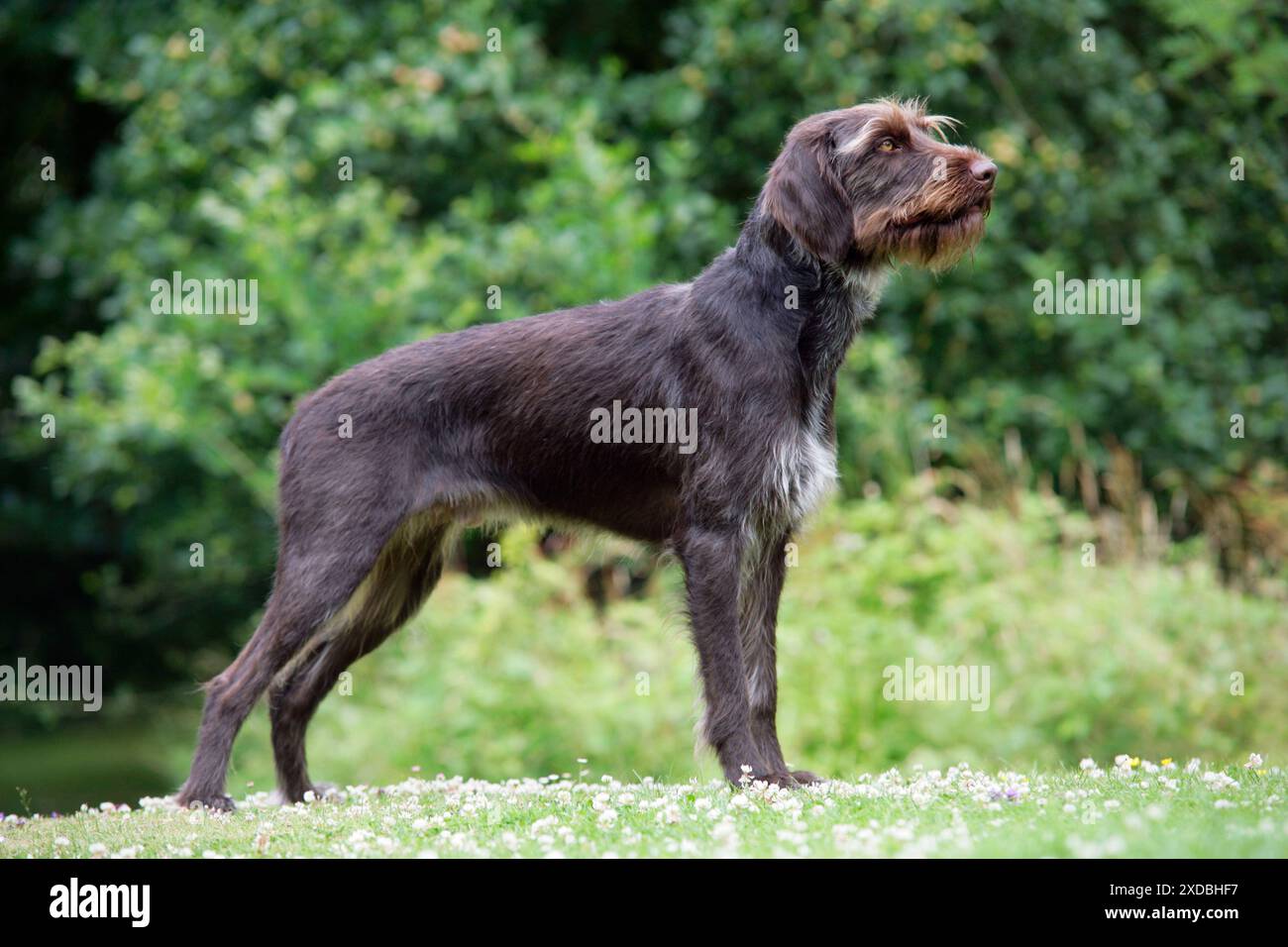 Dog. German Wire-Haired Pointer Stock Photo - Alamy