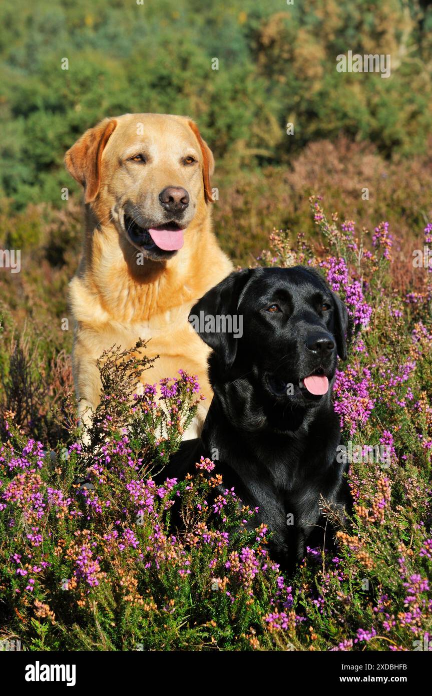 DOG. Yellow labrador sitting behind black labrador Stock Photo - Alamy