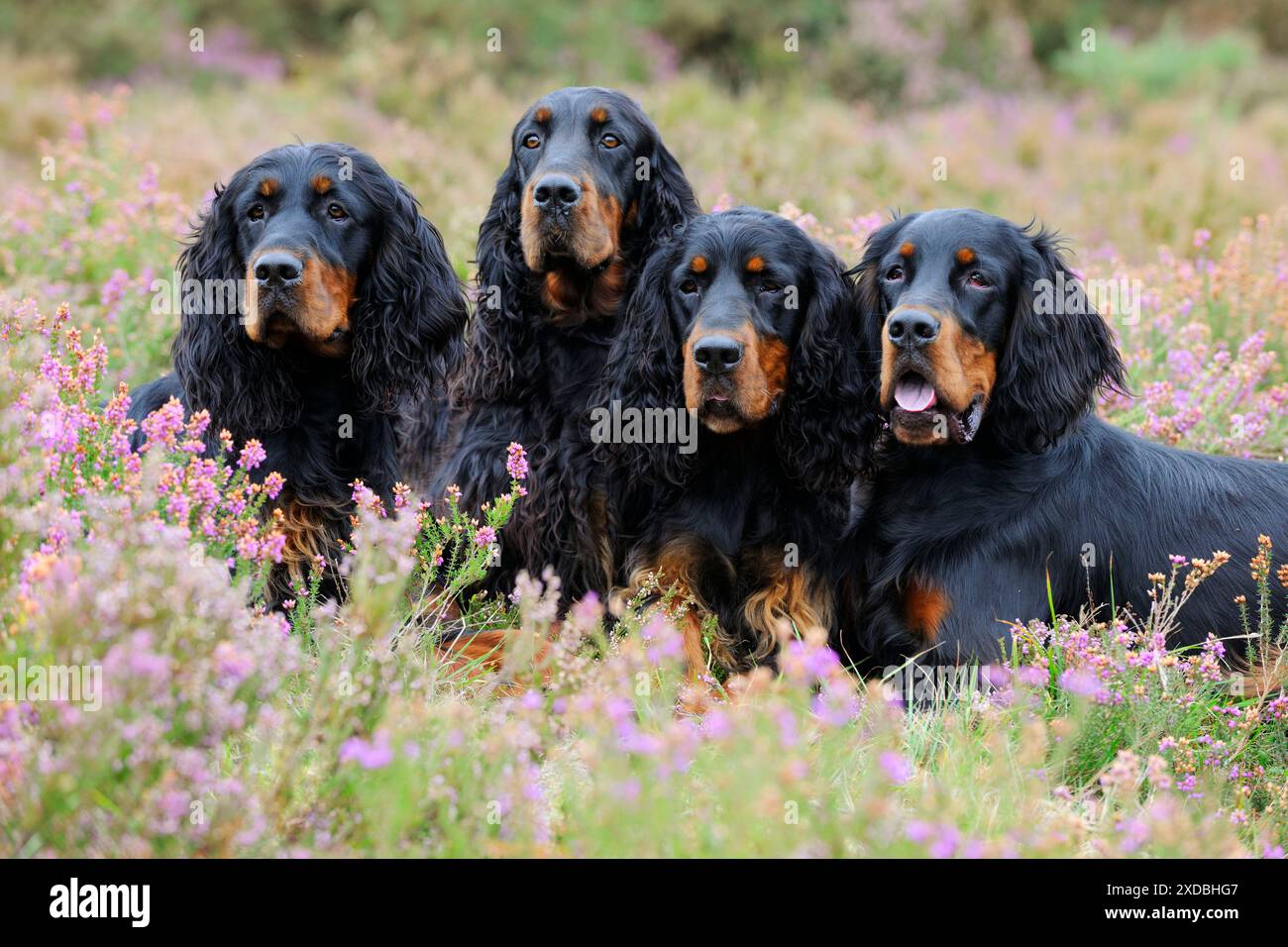 DOG. Gordon Setters sitting in heather Stock Photo - Alamy