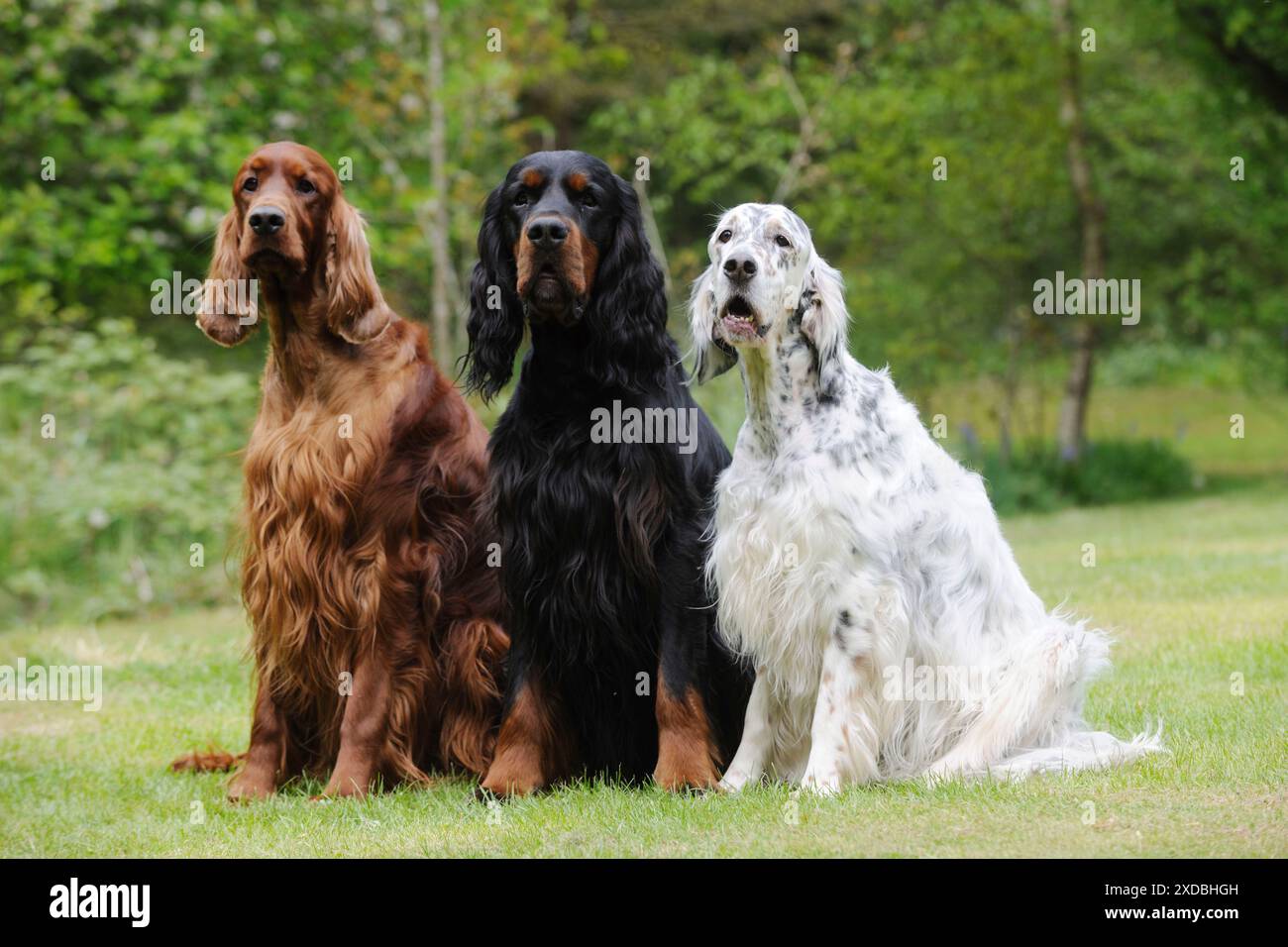 DOG. Irish setter sitting next to gordon setter Stock Photo - Alamy