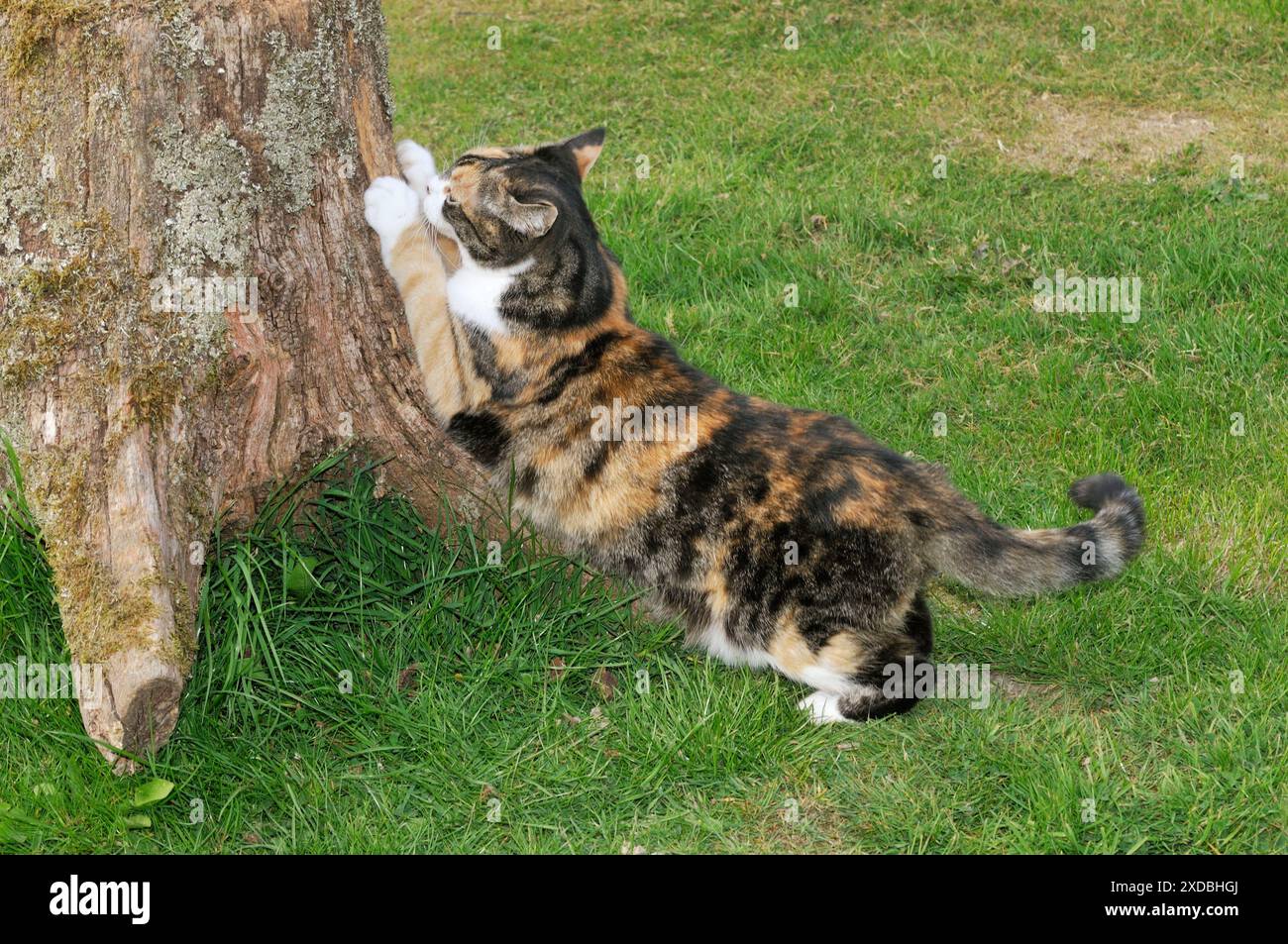 CAT. Cat scratching tree Stock Photo - Alamy