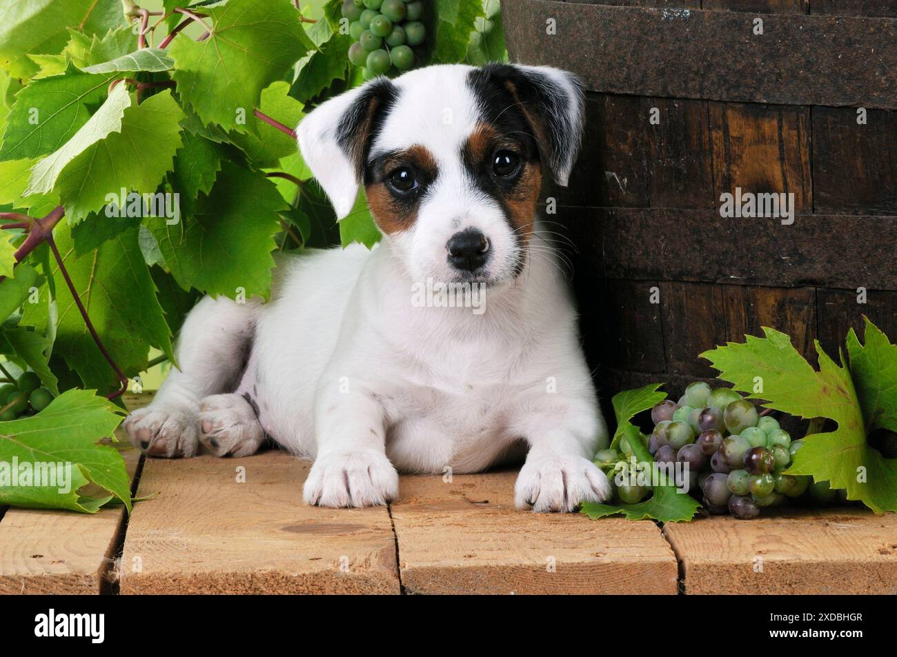 Jack russell dog puppies hi-res stock photography and images - Alamy