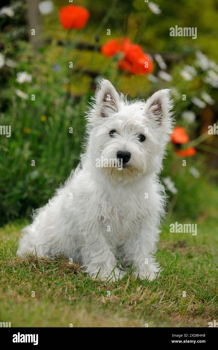 DOG. West highland white terrier puppy Stock Photo - Alamy