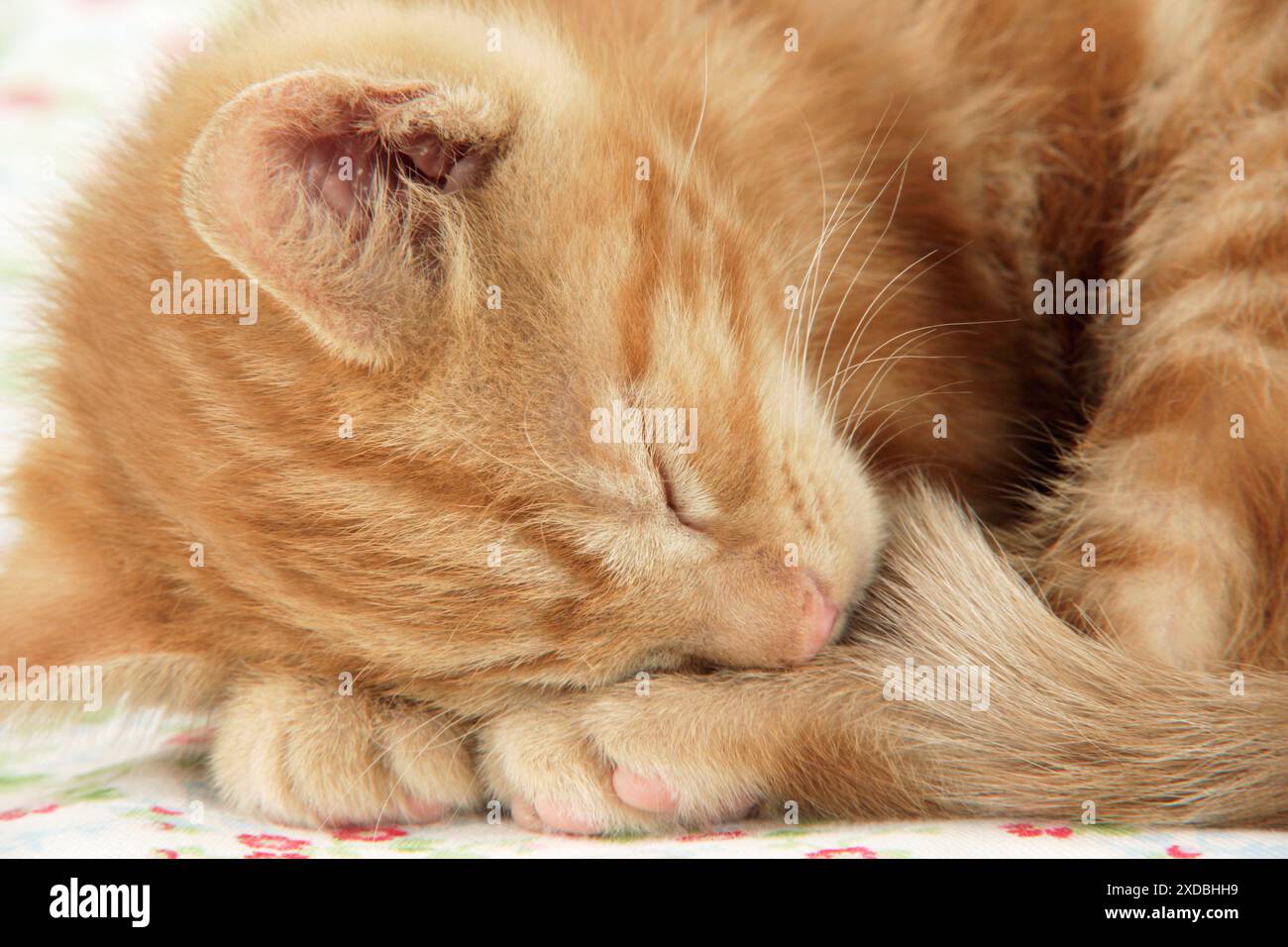 KITTEN. ( ginger Stock Photo - Alamy