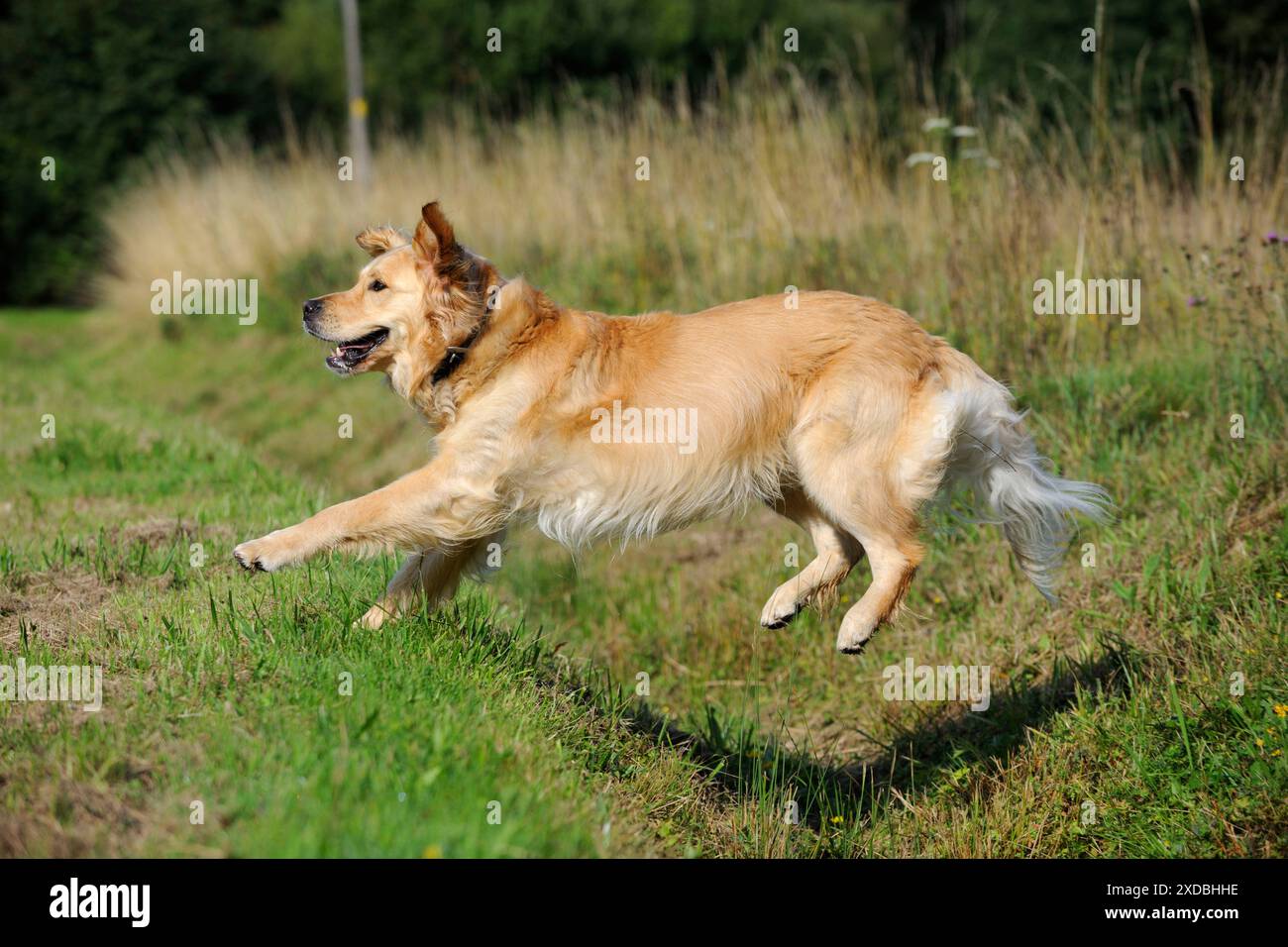 Dog. Golden Retriever jumping over ditch Stock Photo - Alamy