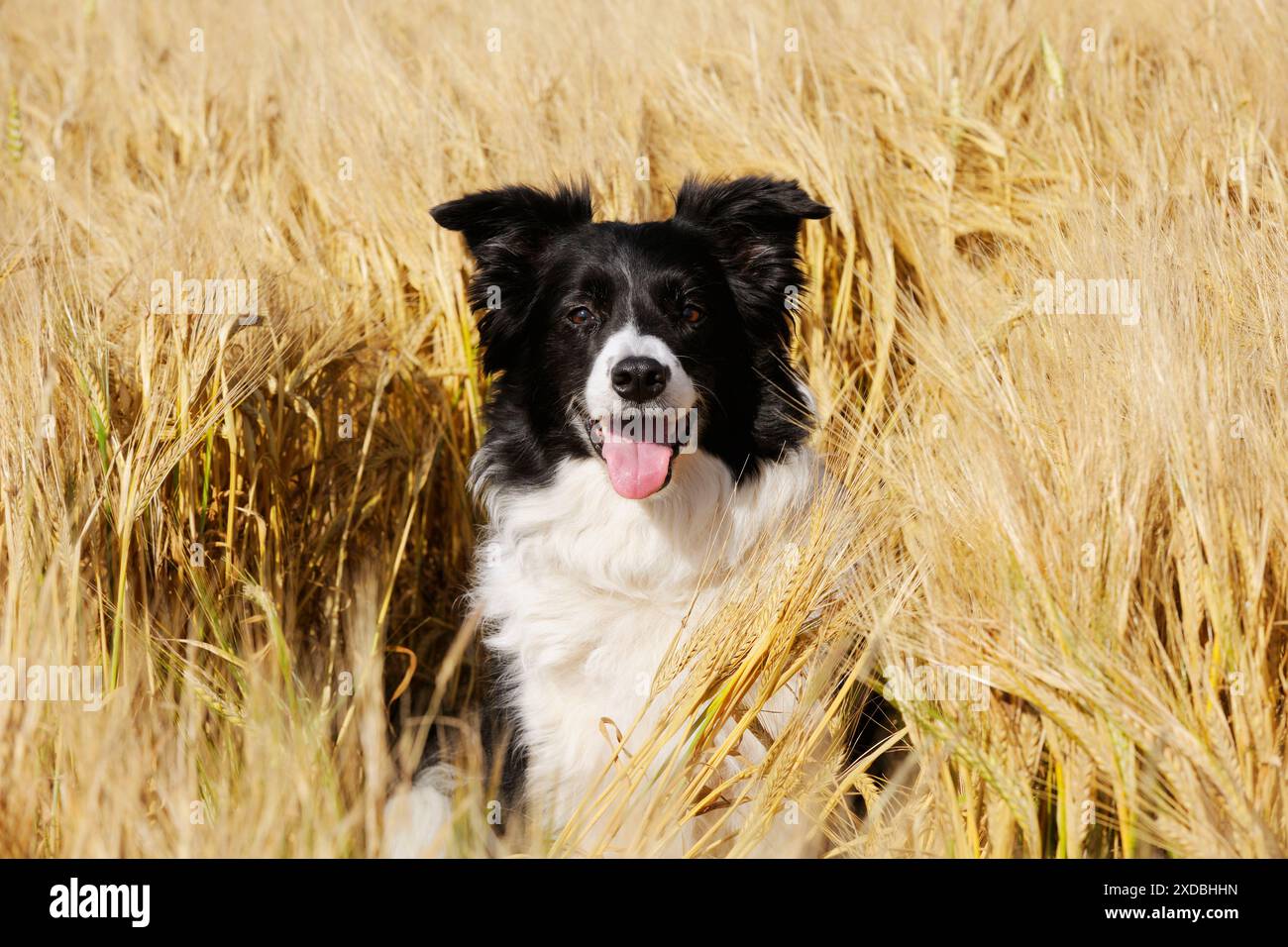 Smiling collie hi-res stock photography and images - Alamy