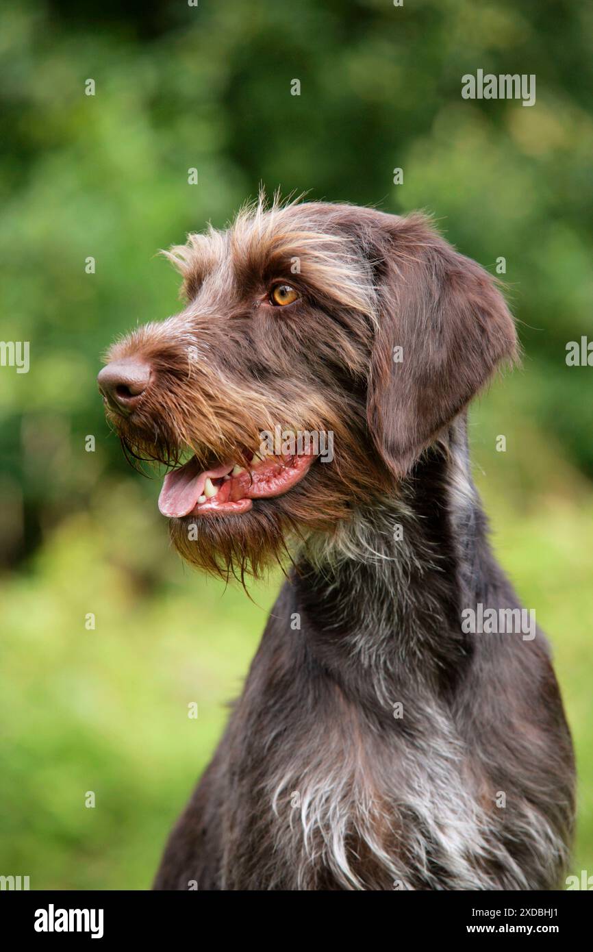 Dog. German Wire-Haired Pointer Stock Photo - Alamy