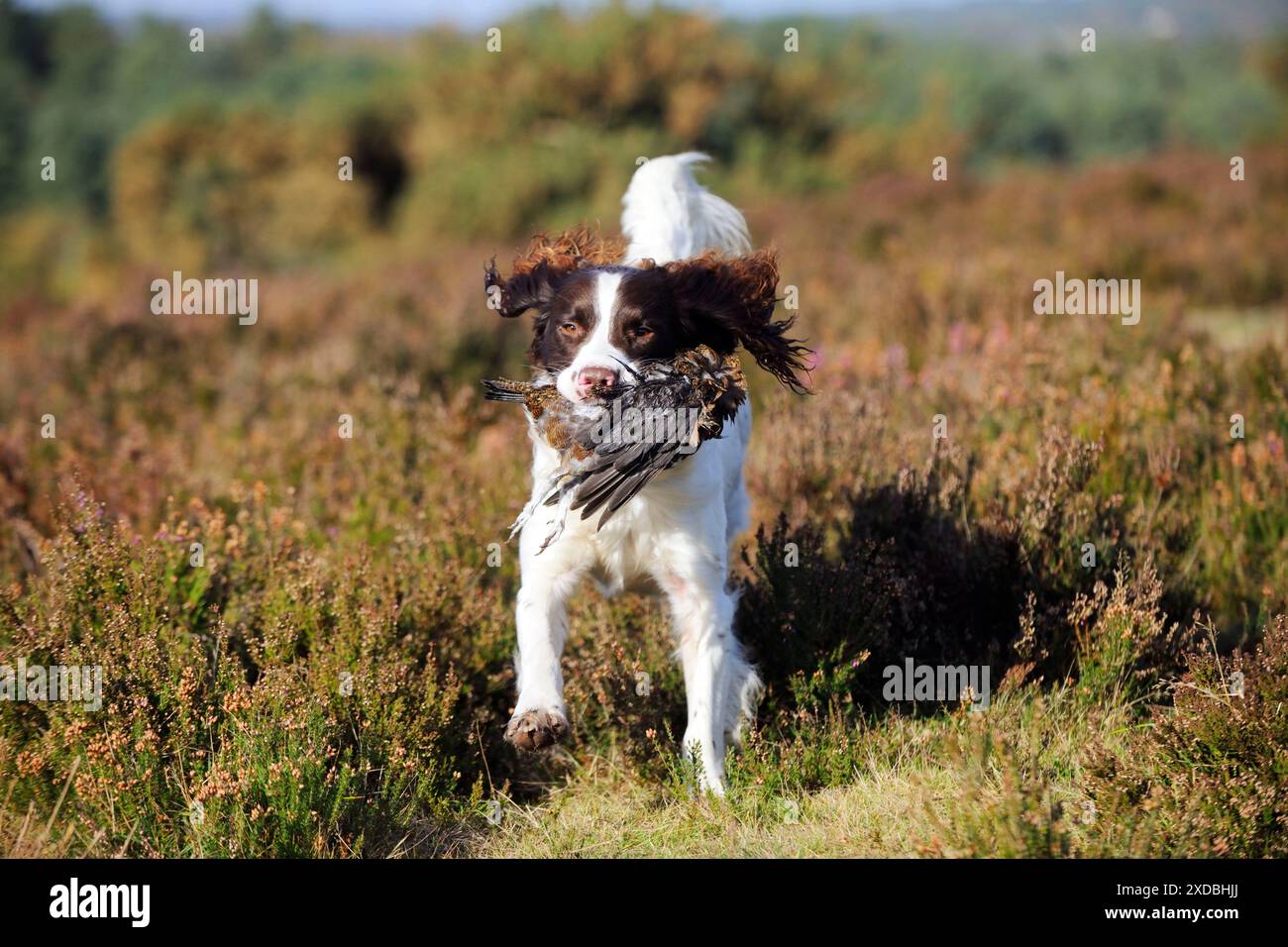 English springer spaniel hunting hi-res stock photography and images ...