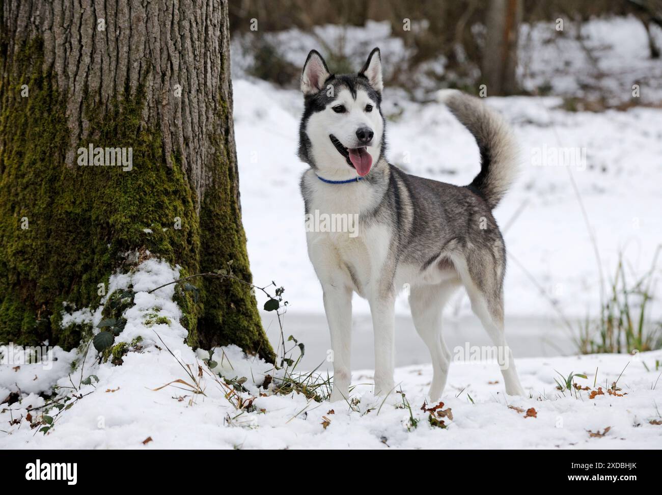 Husky in snow hi-res stock photography and images - Alamy