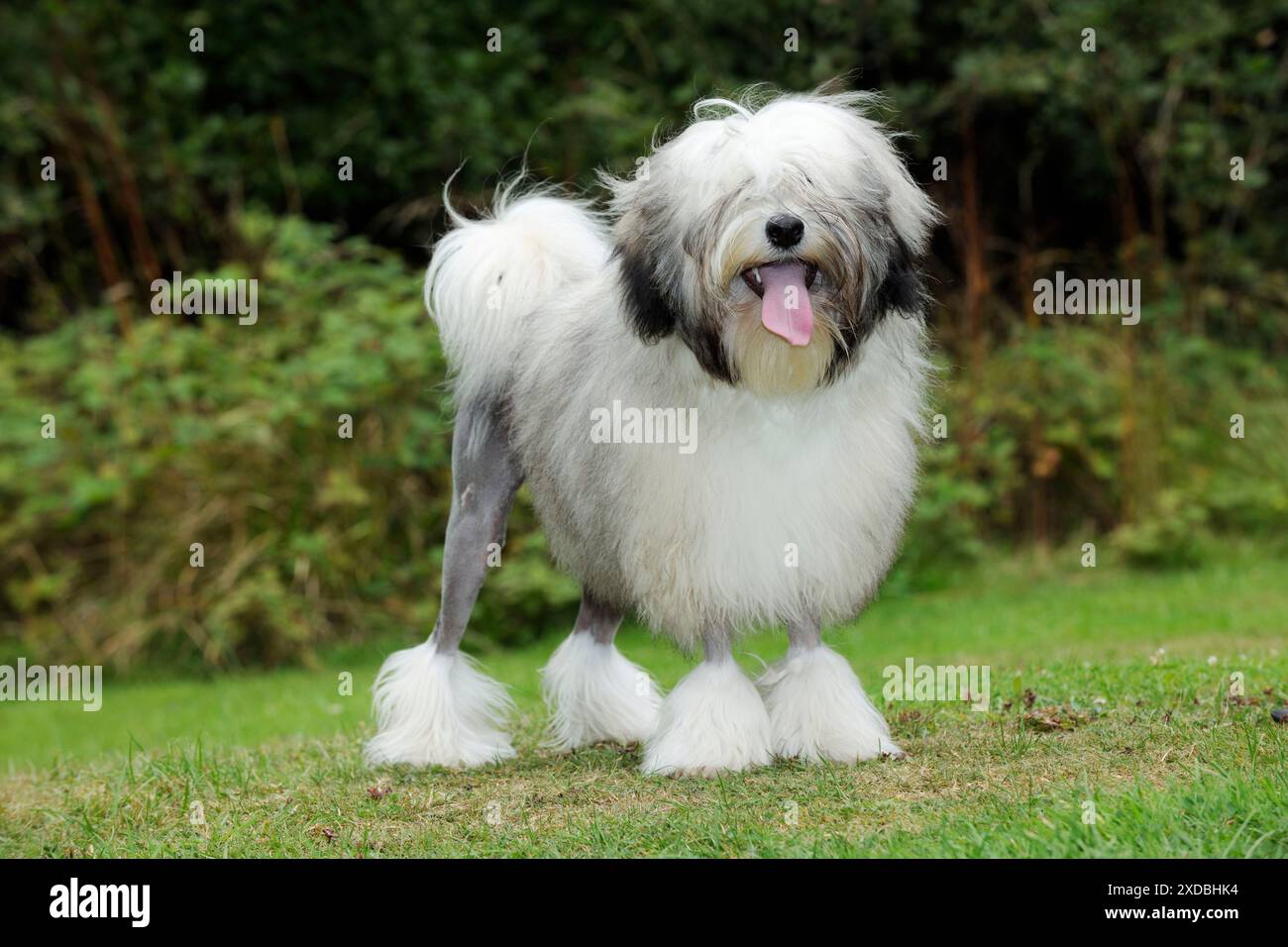 Lowchens hi-res stock photography and images - Alamy