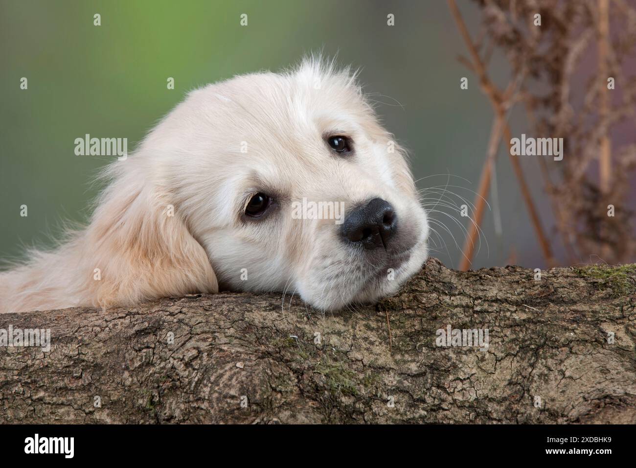 Golden tree trunk hi-res stock photography and images - Alamy