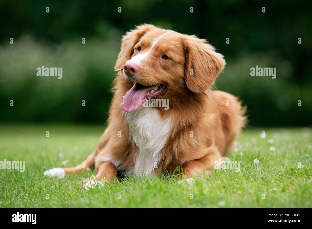 Dog. Nova Scotia Duck Tolling Retriever Stock Photo - Alamy
