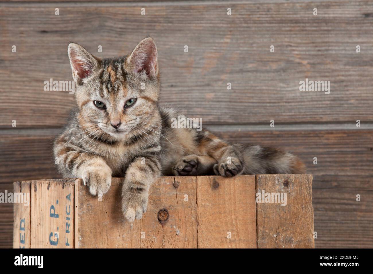 Cat on top of the box hi-res stock photography and images - Alamy