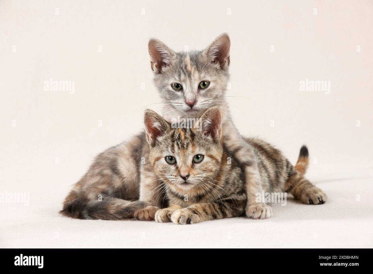 Animals all together hi-res stock photography and images - Alamy