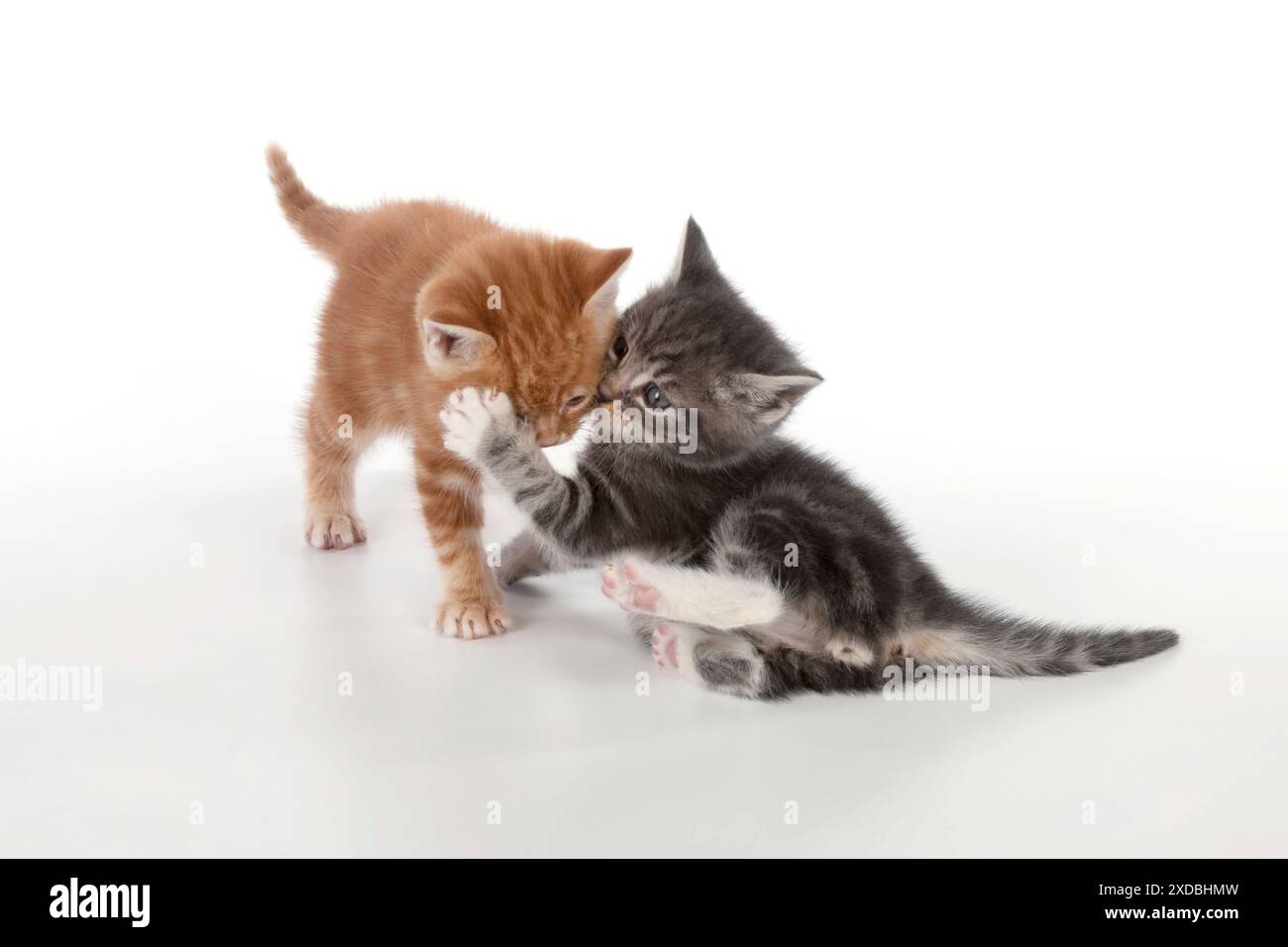 Tabby ginger white cat hi-res stock photography and images - Alamy