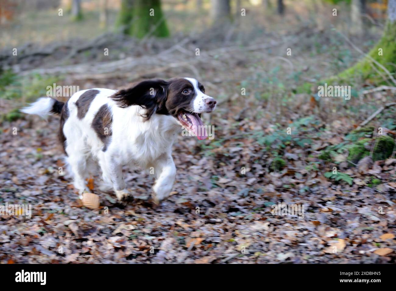 DOG - English springer spaniel running through the woods Stock Photo ...