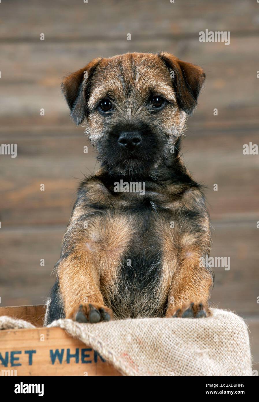 DOG - Border terrier puppy sitting in a box (13 weeks old Stock Photo ...