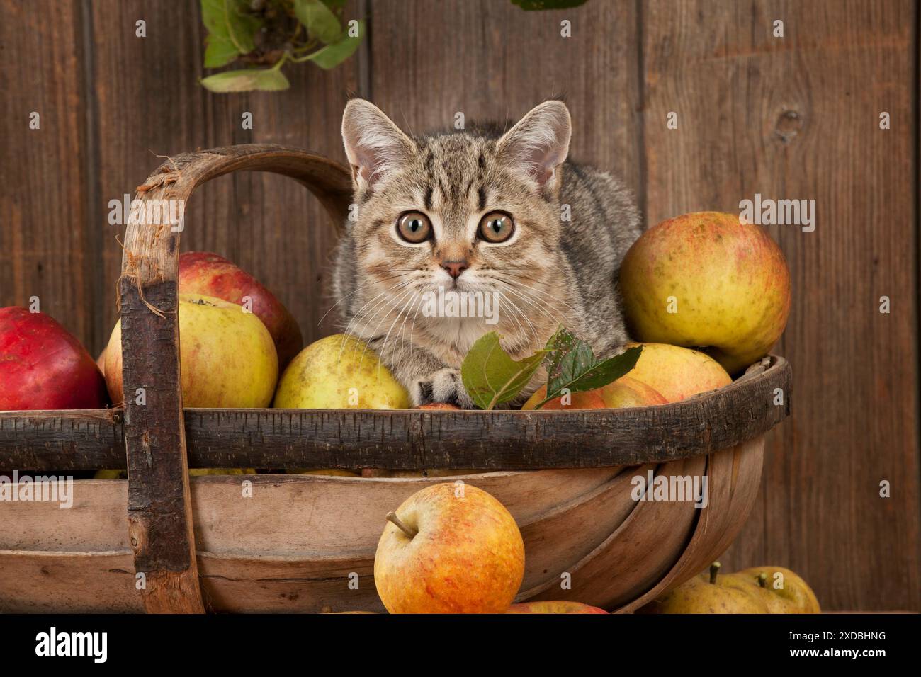 CAT - British shorthaired kitten laying on basket of apples Stock Photo ...