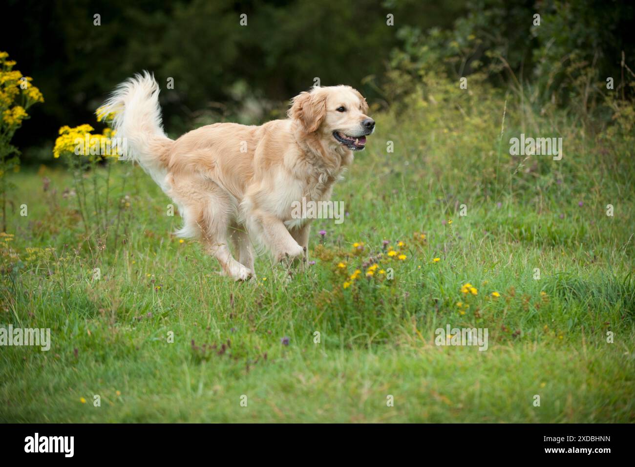 Dog golden retriever breed hi-res stock photography and images - Alamy