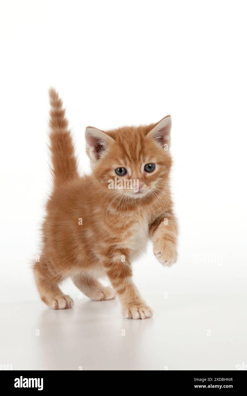 Ginger baby cat hi-res stock photography and images - Alamy