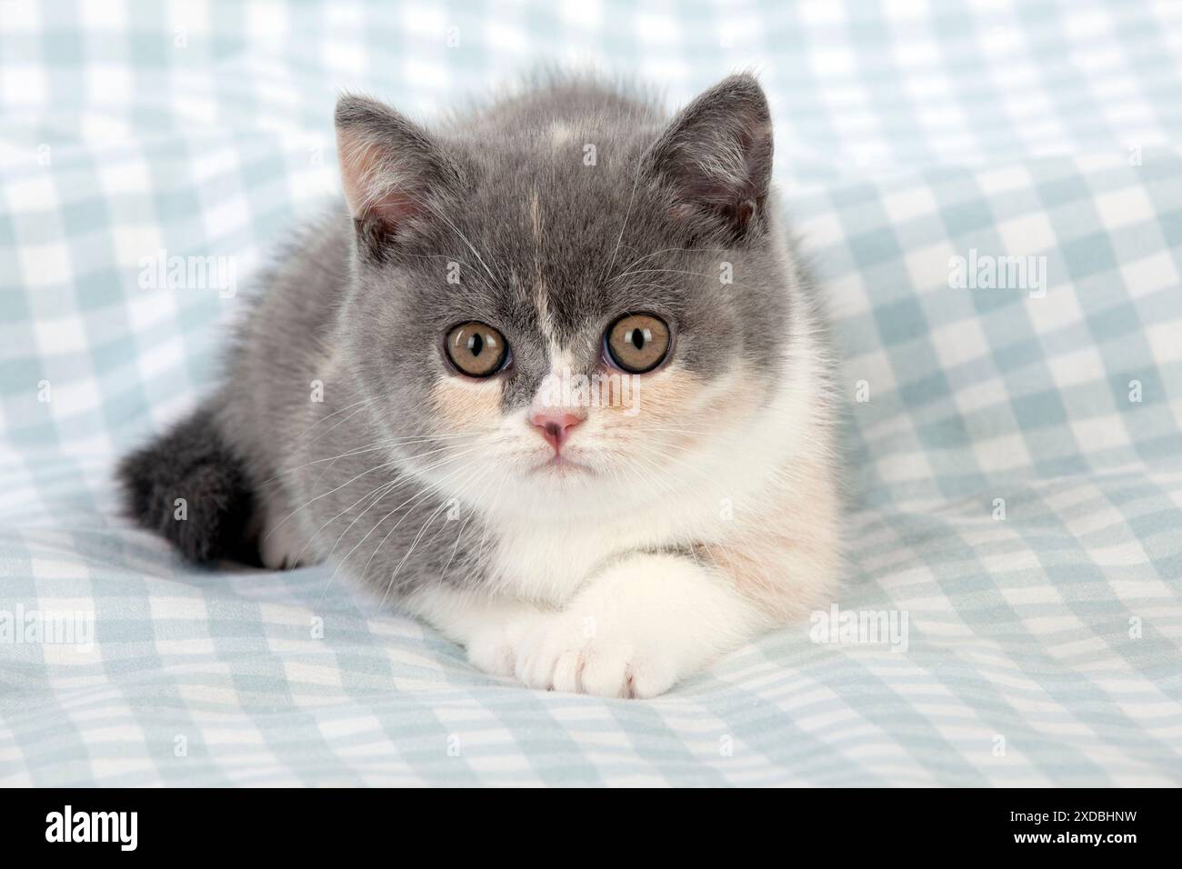 CAT - 9 week old British shorthair kitten Stock Photo - Alamy